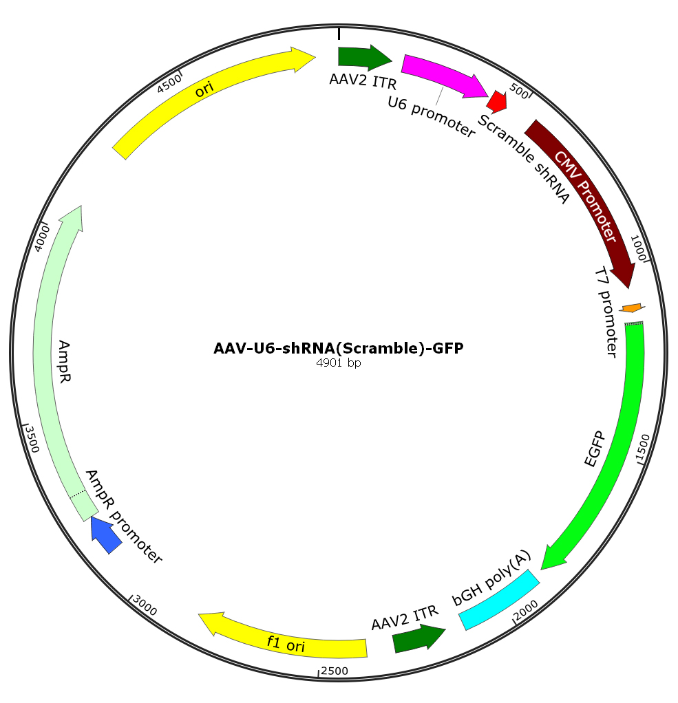 AAV-U6-shRNA(scramble)-GFP (AAV Serotype 2) [SL100815] - $488.00 ...