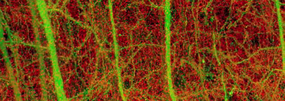 SignaGen Blog – SignaGen Blog