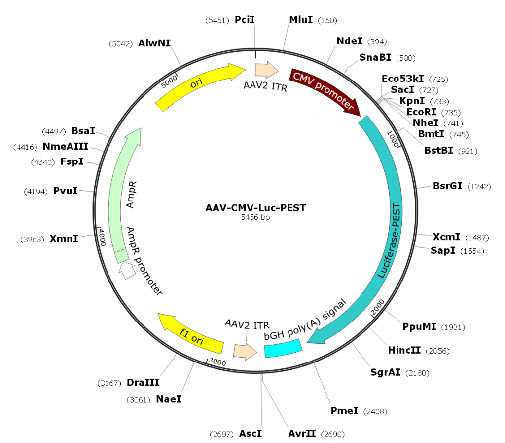 AAV-CMV-Luc-PEST Ready to Package – SignaGen Blog