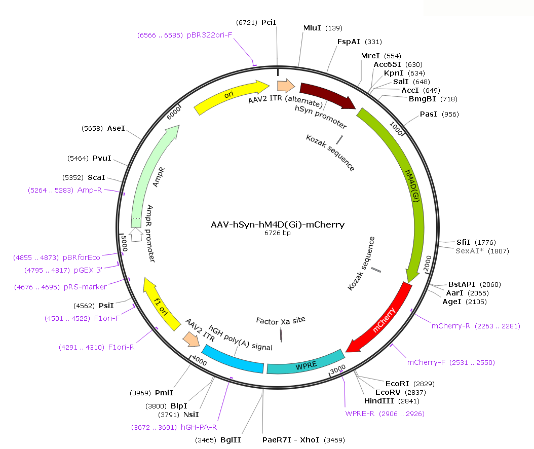 AAV9-hSyn-hM3D(Gq)-mCherry and AAV9-hSyn-hM4D(Gi)-mCherry Ready to ...