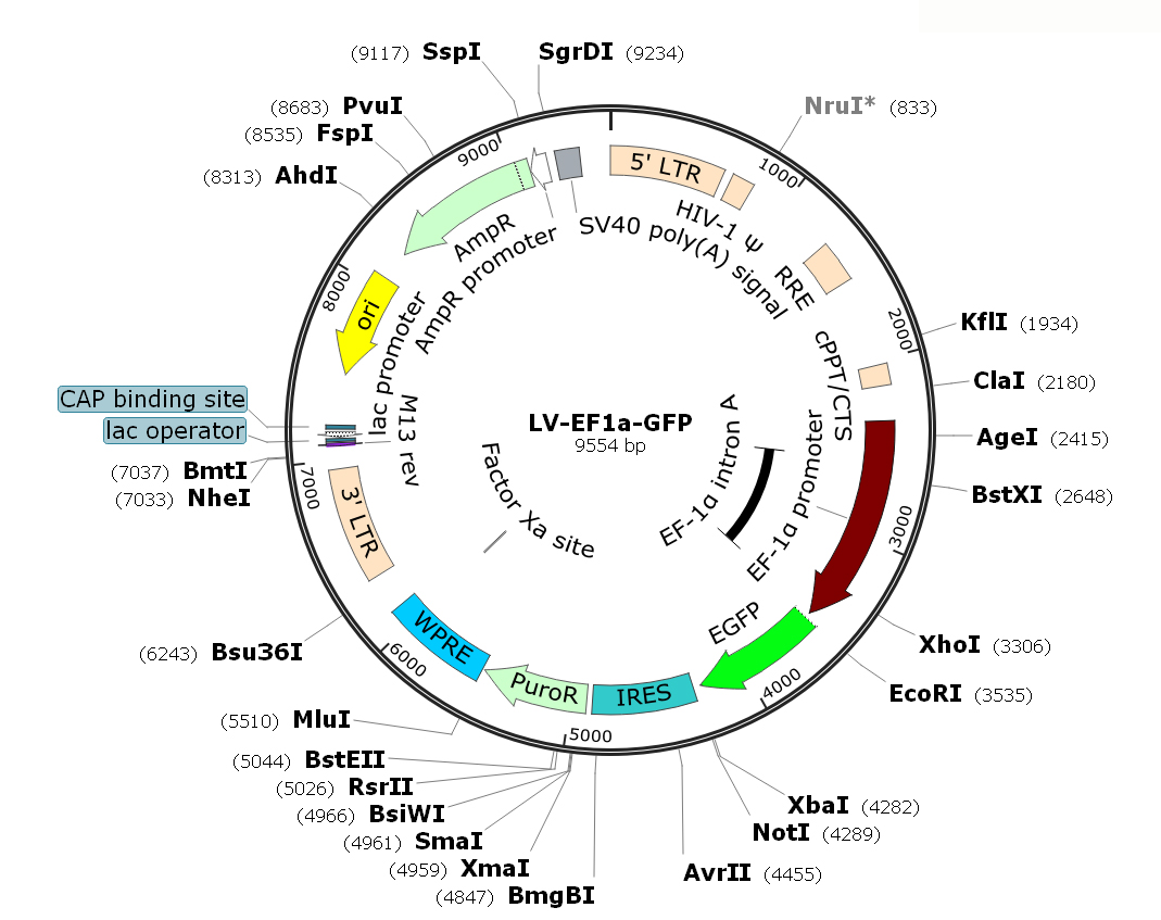 LV-EF1a-GFP-Puro in Baboon Envelope Pseudotype, Ready to Package ...