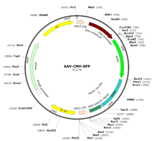 AAV(MG1.1)-CMV-GFP and AAV(MG1.2)-CMV-GFP Ready to Package for ...