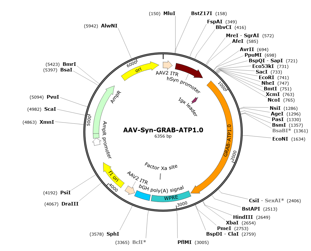 AAV9-Syn-GRAB-ATP1.0, Ready to Package for ATP Sensor Expression in ...